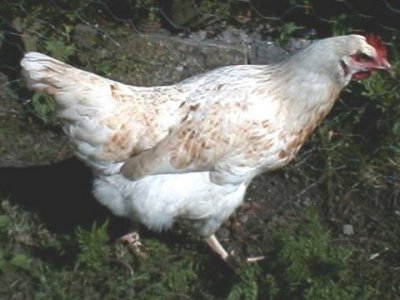 Different types of point of lay hens available from Paula's Poultry