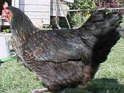 Different types of point of lay hens available from Paula's Poultry